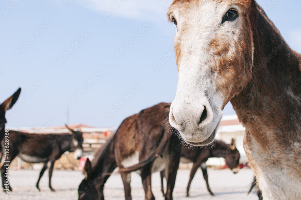 Jerusalem pony, a donkey Stock Photo | Adobe Stock