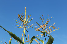 Corn Tassels Free Stock Photo - Public Domain Pictures