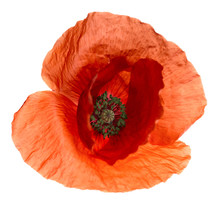 Open Poppy Flower Free Stock Photo - Public Domain Pictures