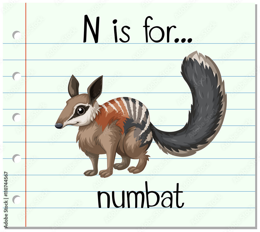 Flashcard letter N is for numbat Stock Vector | Adobe Stock