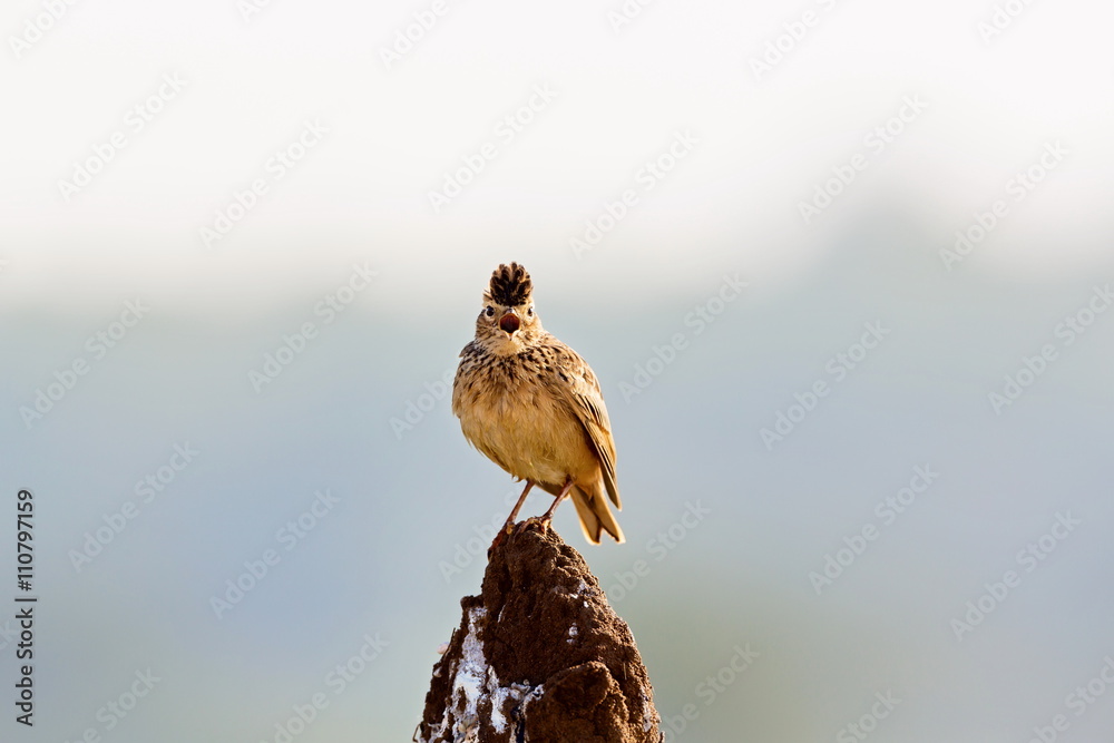 The Malabar lark, or Malabar crested lark is a sedentary breeding bird ...