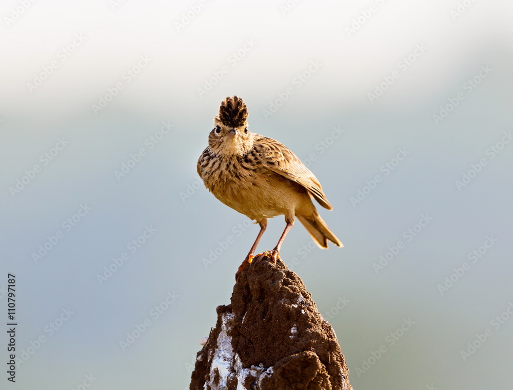 The Malabar lark, or Malabar crested lark is a sedentary breeding bird ...