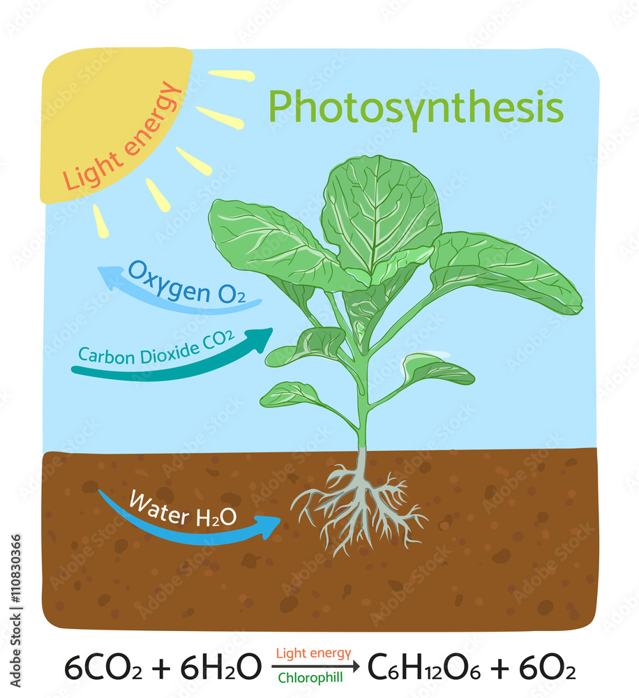 Photosynthesis diagram. Schematic vector illustration. Stock Vector ...