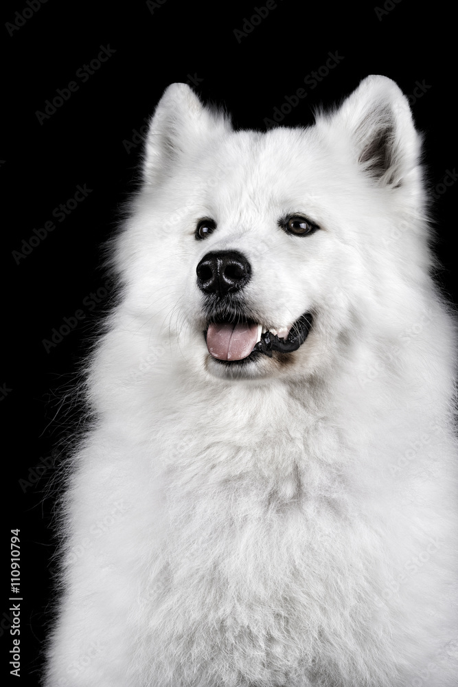 Foto de Stock Samoyed dog on black | Adobe Stock