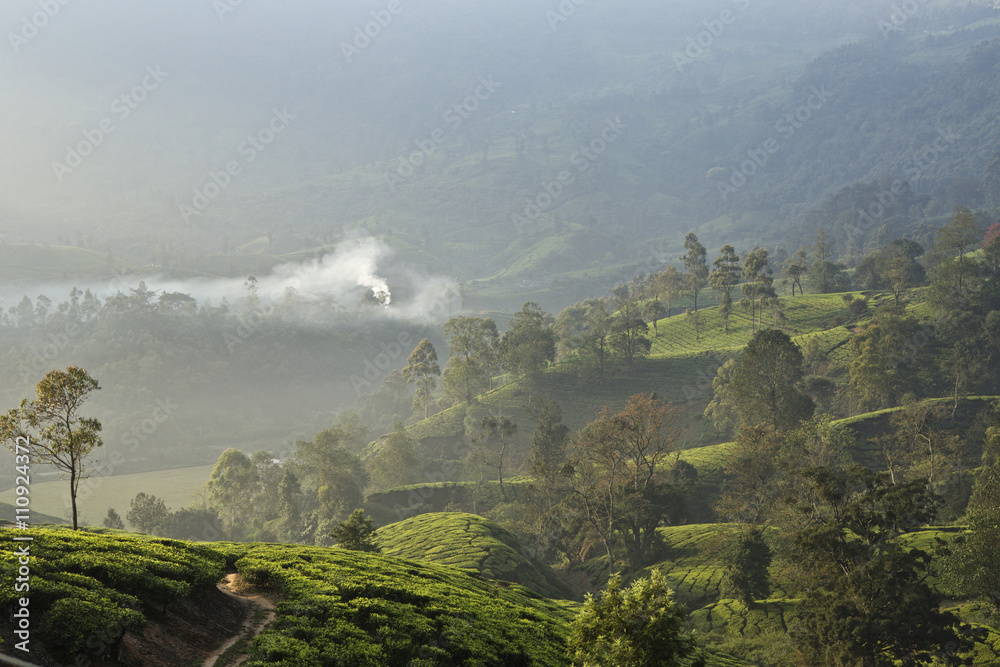 Tea plantation, Kerala, India Stock Photo | Adobe Stock