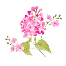 Flower, Lilac, Syringa Vulgaris Free Stock Photo - Public Domain Pictures