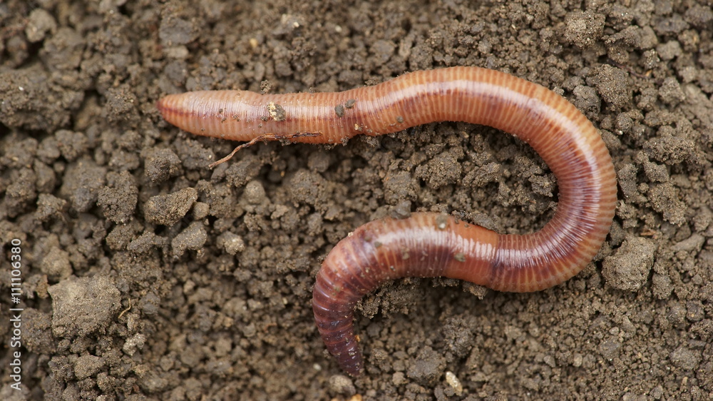 Earthworms in mold, macro photo Stock Photo | Adobe Stock
