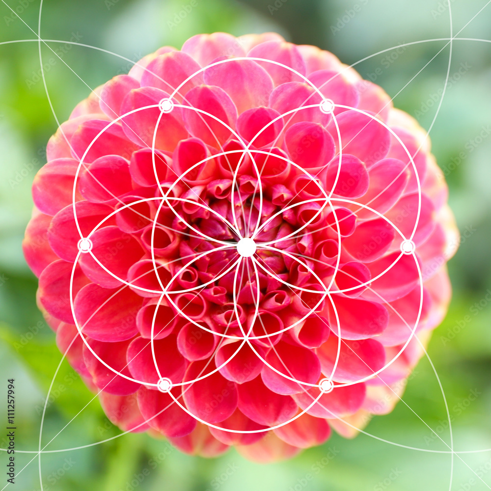Fibonacci Sequence In Flowers