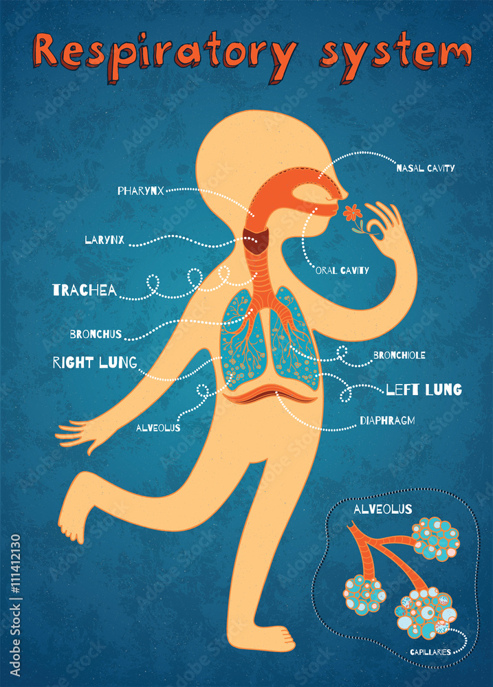vector cartoon illustration of human respiratory system for kids Stock ...