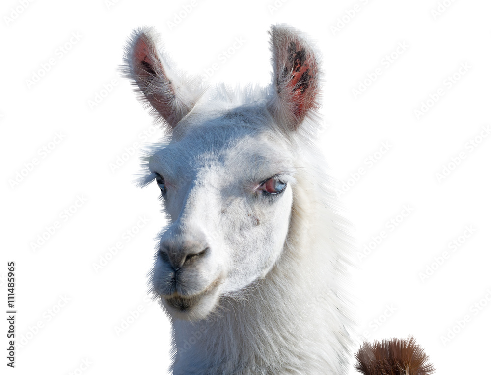 Stock-Foto „Beautiful lama portrait“ | Adobe Stock