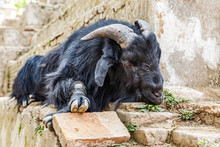 Black Goat Lying Down Free Stock Photo - Public Domain Pictures