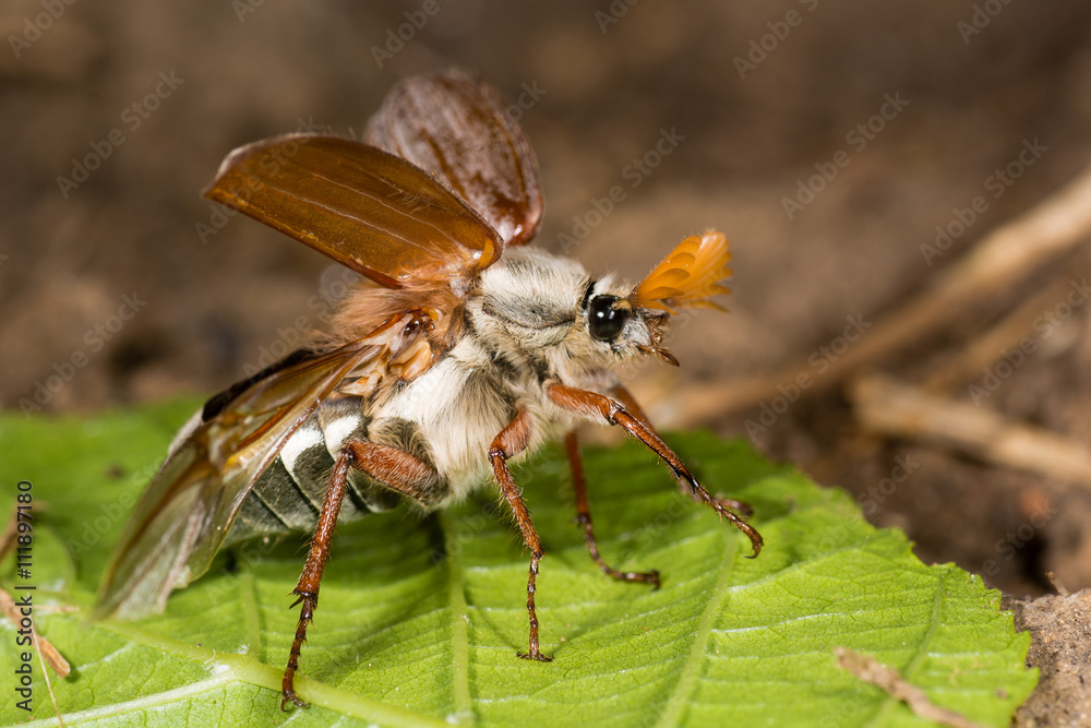 Cockchafer (Melolontha melolontha) about to take flight. Large beetle ...