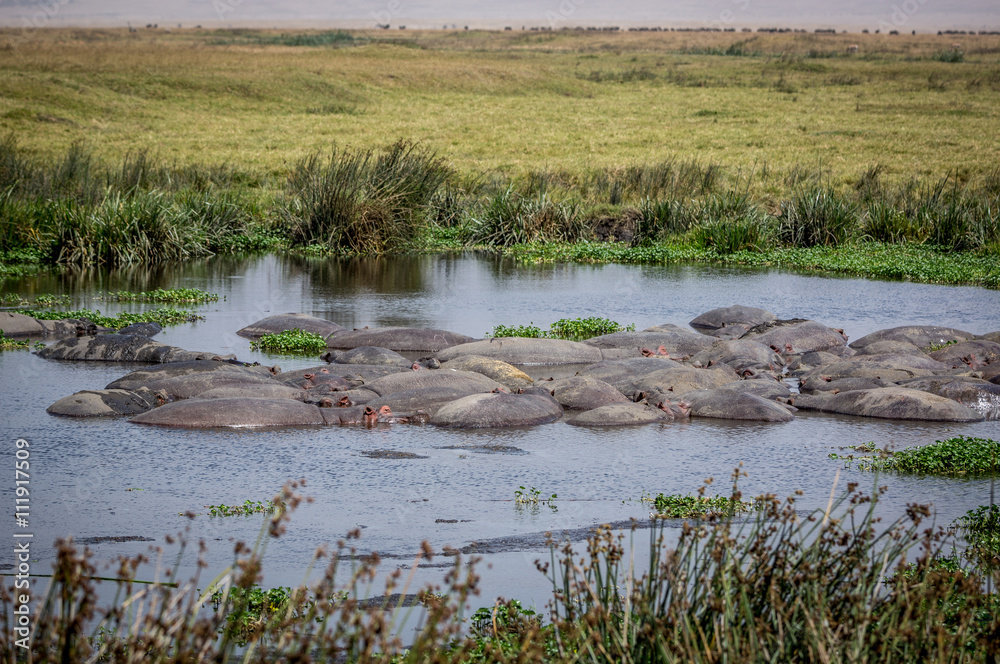Wildlife in Ngorongoro Crater, north Tanzania Stock Photo | Adobe Stock