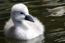 Swan Free Stock Photo - Public Domain Pictures