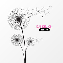 Dandelion Fluff Silhouette Free Stock Photo - Public Domain Pictures