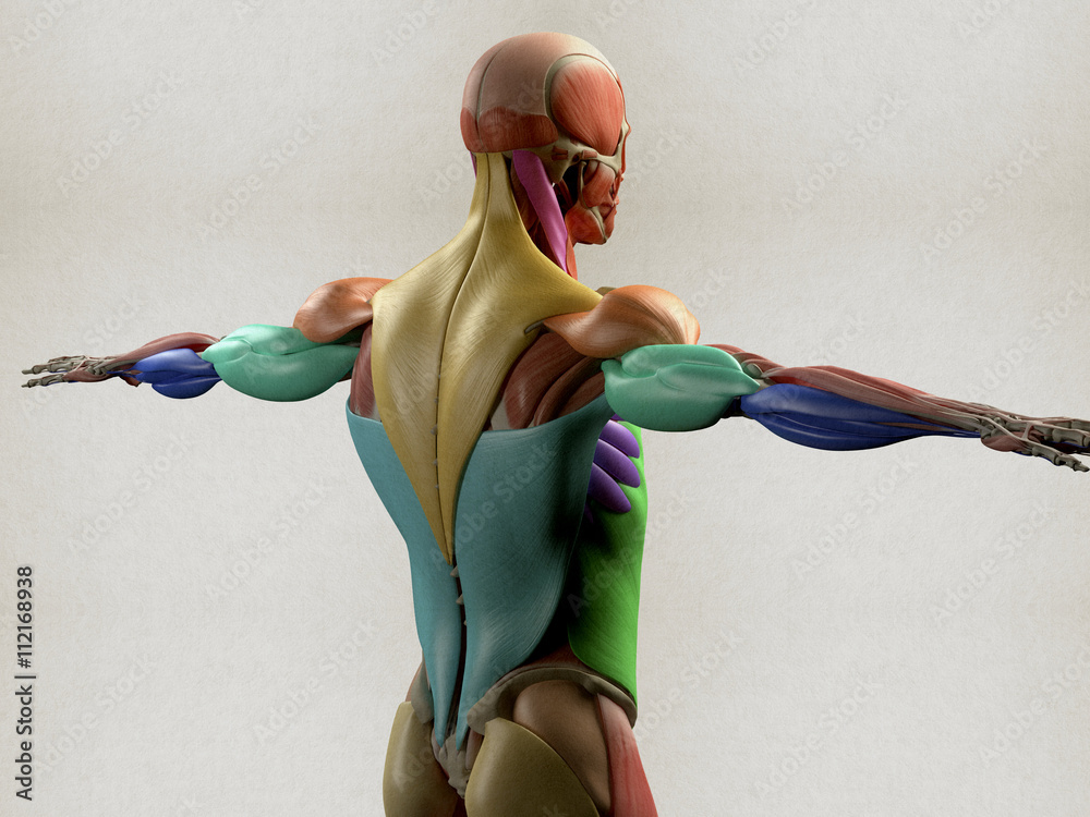 Human anatomy muscle groups. Muscle layout and location shown in ...