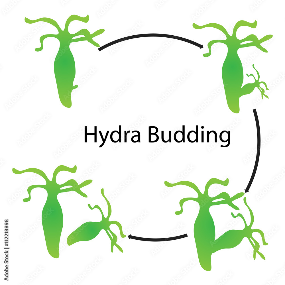 Hydra Budding Stock Vector Adobe Stock