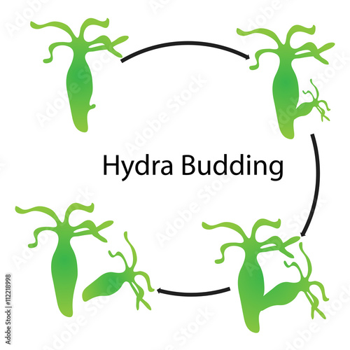Vecteur Stock Hydra Budding Adobe Stock