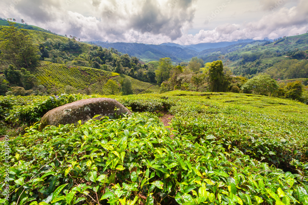 BOH Tea Plantation 1/Photos landscape BOH Tea Plantation in the of ...