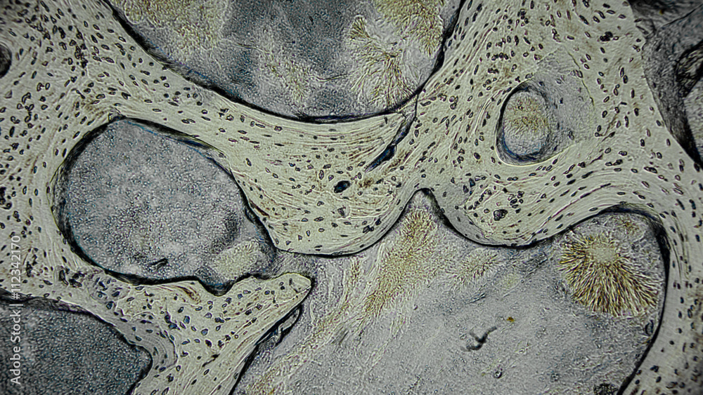 menschliche Zellen unter dem Mikroskop - Anatomie / Histologie ...