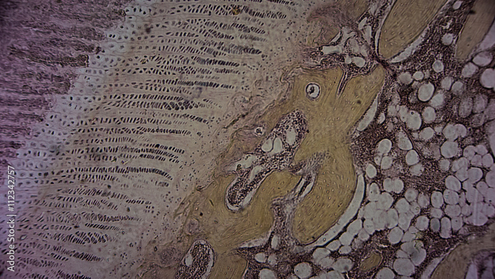 menschliche Zellen unter dem Mikroskop - Anatomie / Histologie ...