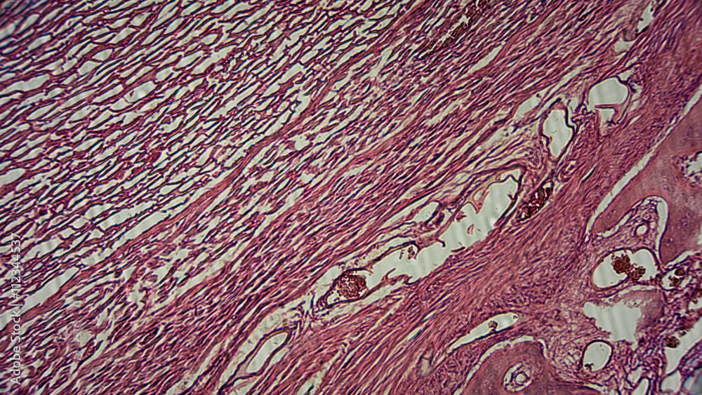 menschliche Zellen unter dem Mikroskop - Anatomie / Histologie ...