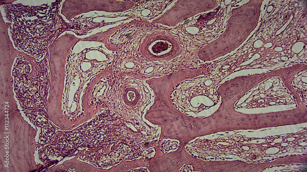 menschliche Zellen unter dem Mikroskop - Anatomie / Histologie ...