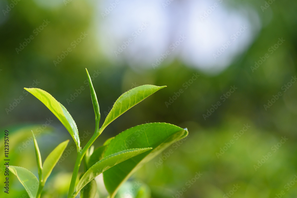 Tea pekoe bud and leaves on tea bush at Sri Lanka tea plantation Stock ...