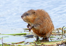 Nutria Muskrat Animal Nature Free Stock Photo - Public Domain Pictures