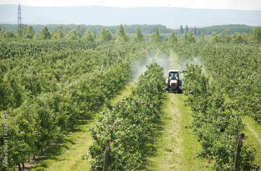 spraying apple orchard in spring Stock Photo | Adobe Stock