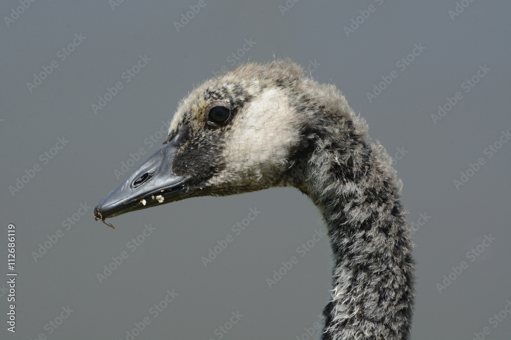 The Ugly Gosling or adolescent Canada Goose Stock Photo | Adobe Stock