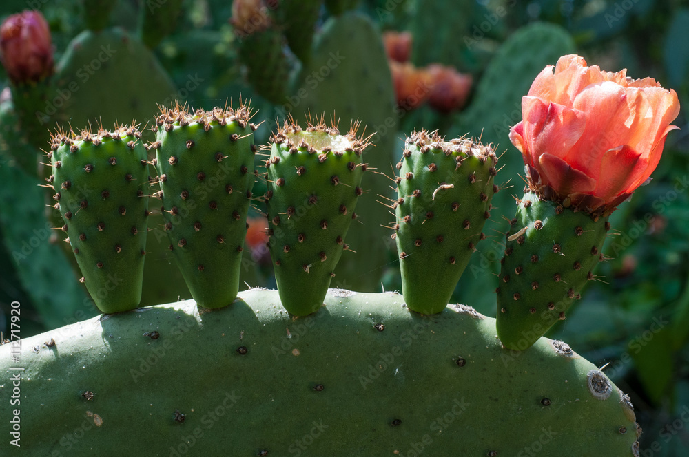 Chumbera (Opuntia ficus-indica) Stock Photo | Adobe Stock