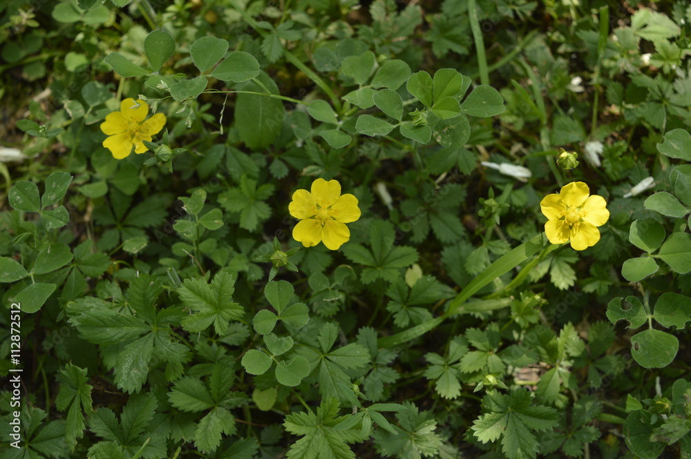 Potentilla reptans - plant of Rosaceae family, creeping stems, single ...