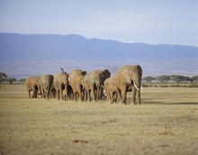 Group Of Elephants Free Stock Photo - Public Domain Pictures