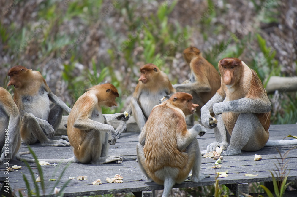Proboscis monkeys, Labuk Bay Proboscis Monkey Sanctuary, Sabah, Borneo ...