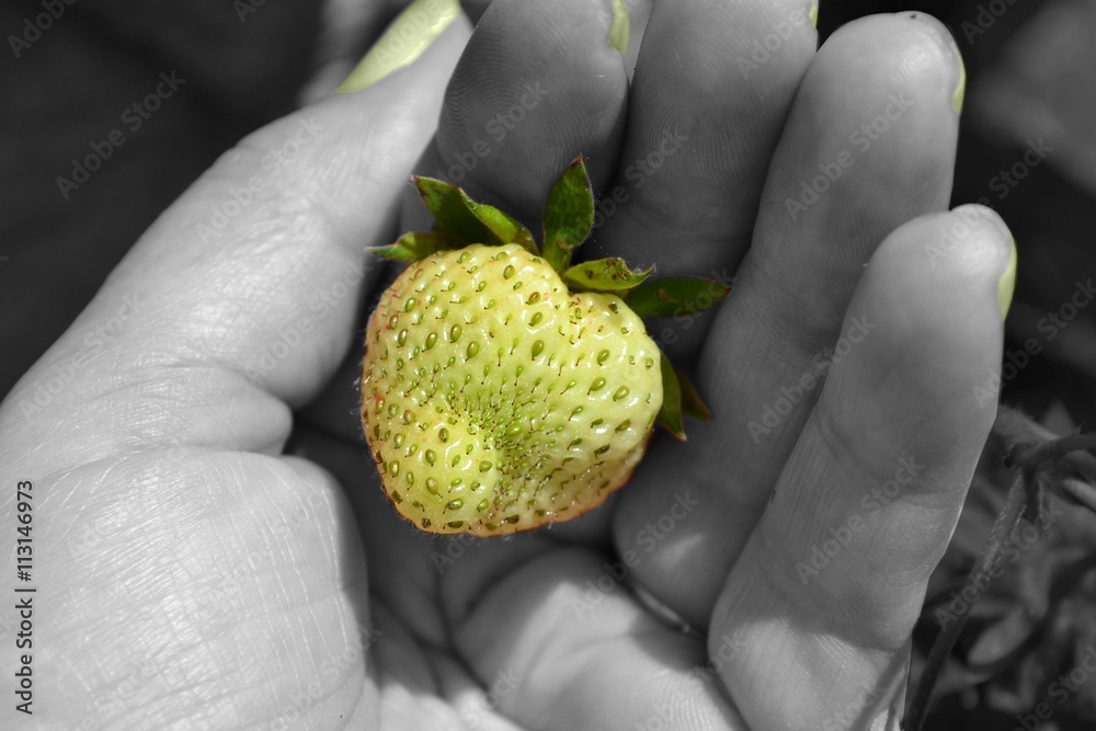 Photo Stock fraise verte | Adobe Stock