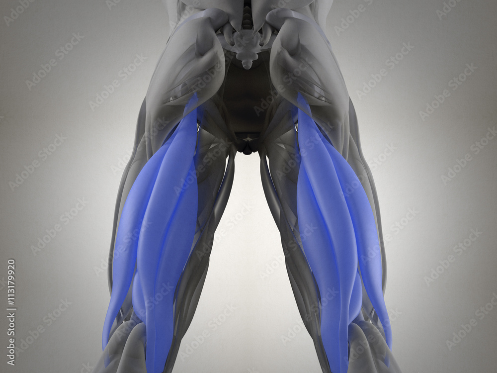 Hamstring muscle group, human anatomy muscle system. 3d illustration ...