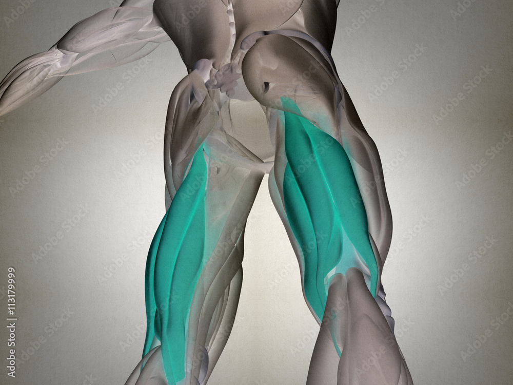 Hamstring muscle group, human anatomy muscle system. 3d illustration ...