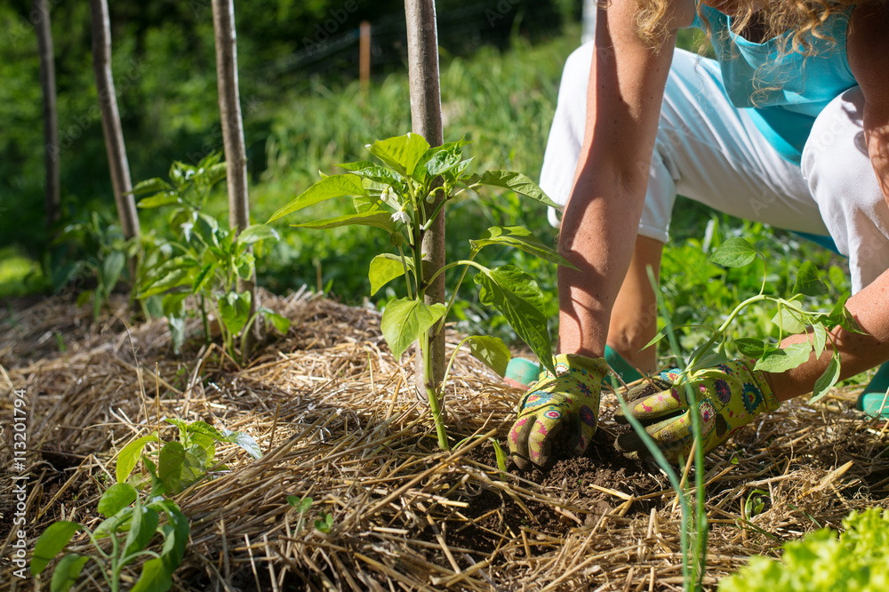 Covering young capsicum plants with straw mulch to protect from drying ...