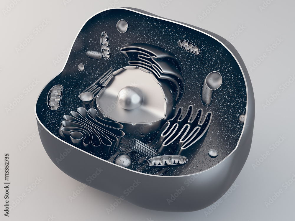 Anatomical structure of animal cell Stock Illustration | Adobe Stock