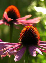 Red Rudbeckia Free Stock Photo - Public Domain Pictures