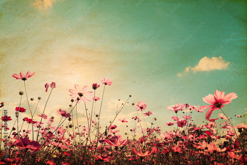 Vintage landscape nature background of beautiful cosmos flower field on sky with sunlight. retro ...