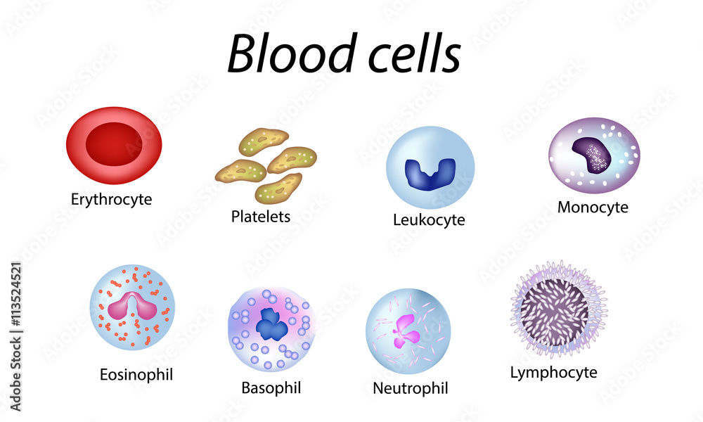 Blood cells. Set of colored cells. Red blood cells, platelets ...