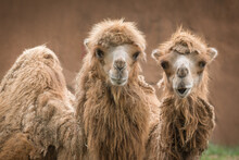 Pair Of Camels Free Stock Photo - Public Domain Pictures