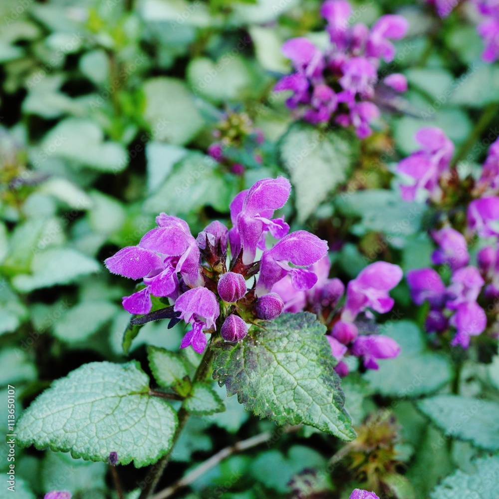 Purple flowers of Lamium Maculatum creeping groundcover plant Stock ...