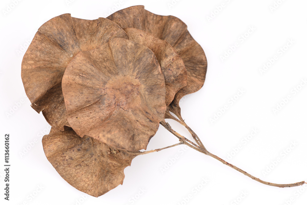 Burma Padauk, Narra, Angsana Norra, Malay Padauk, Burmese Rosewood ...