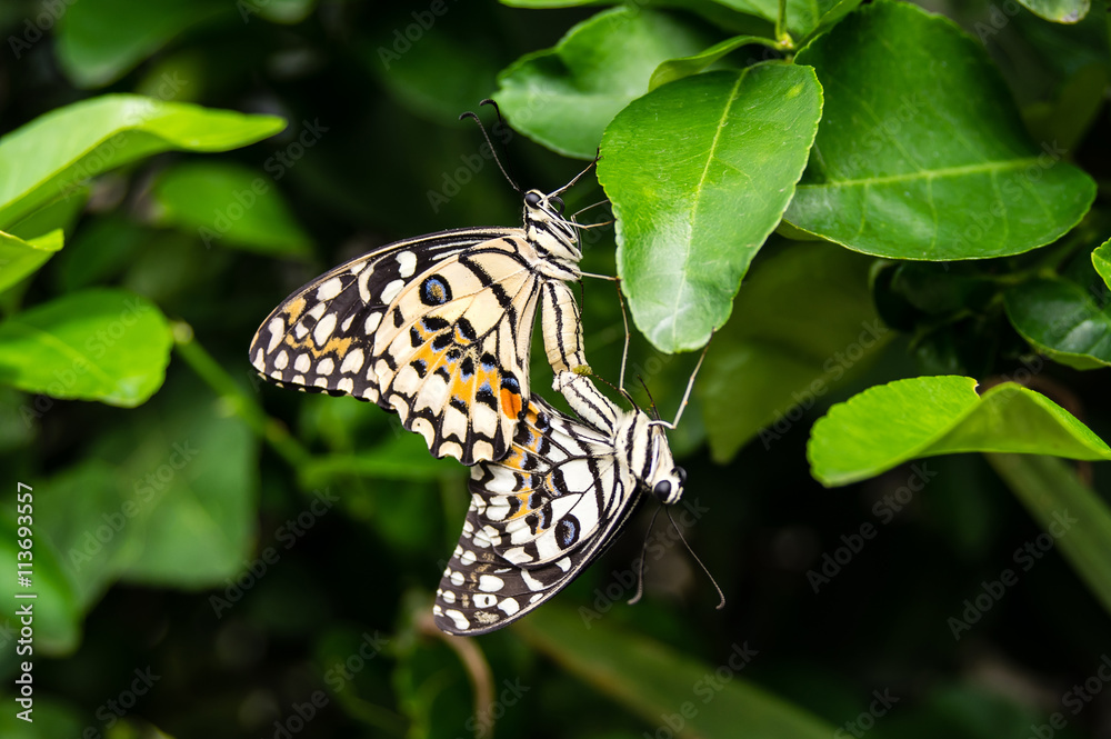 coupling and mating of butterflies, sexual reproduction of butterflies ...