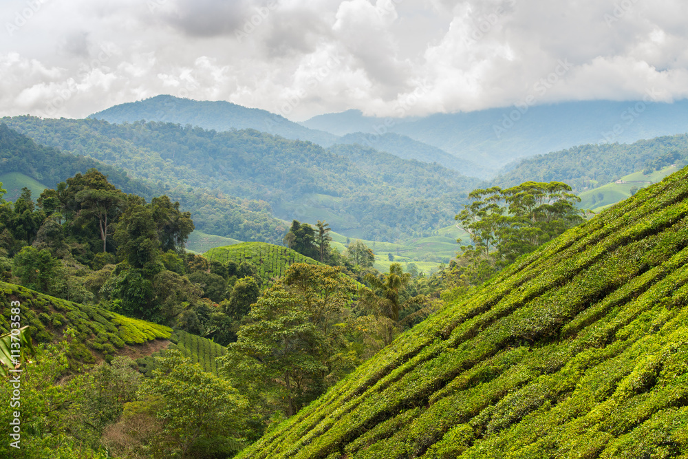 BOH Tea Plantation 3/Photos landscape BOH Tea Plantation in the of ...