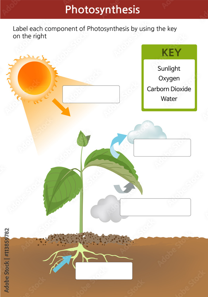 A photosynthesis fill in the blanks worksheet. Key on the right with ...