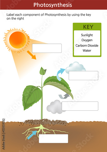 A Photosynthesis Fill In The Blanks Worksheet Key On The Right With a-photosynthesis-fill-in-the-blanks-worksheet-key-on-the-right-with